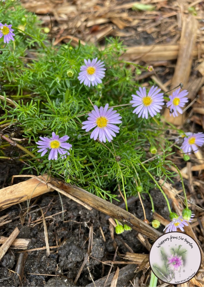 Native Daisy and more natives – Whispers from the Garden